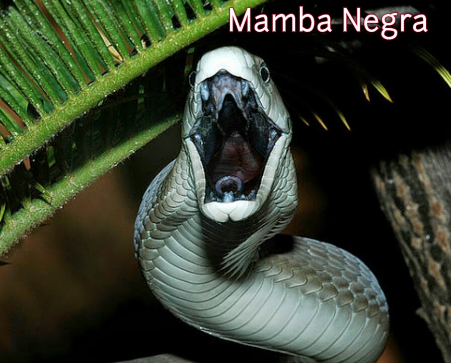 Reptiles : Mamba Negra